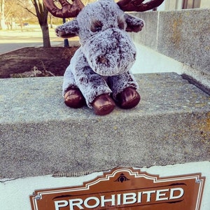 Marty the Moose - Etsy