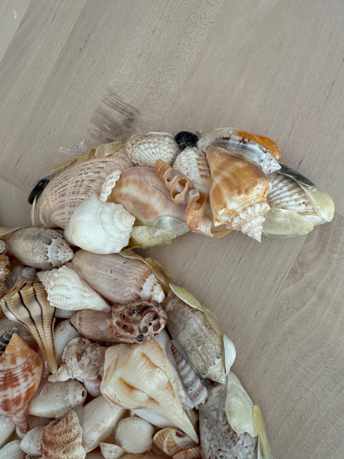 Shell Sea Turtle Wall Art Sign Decor - Etsy