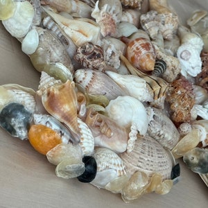 Shell Sea Turtle Wall Art Sign Decor - Etsy