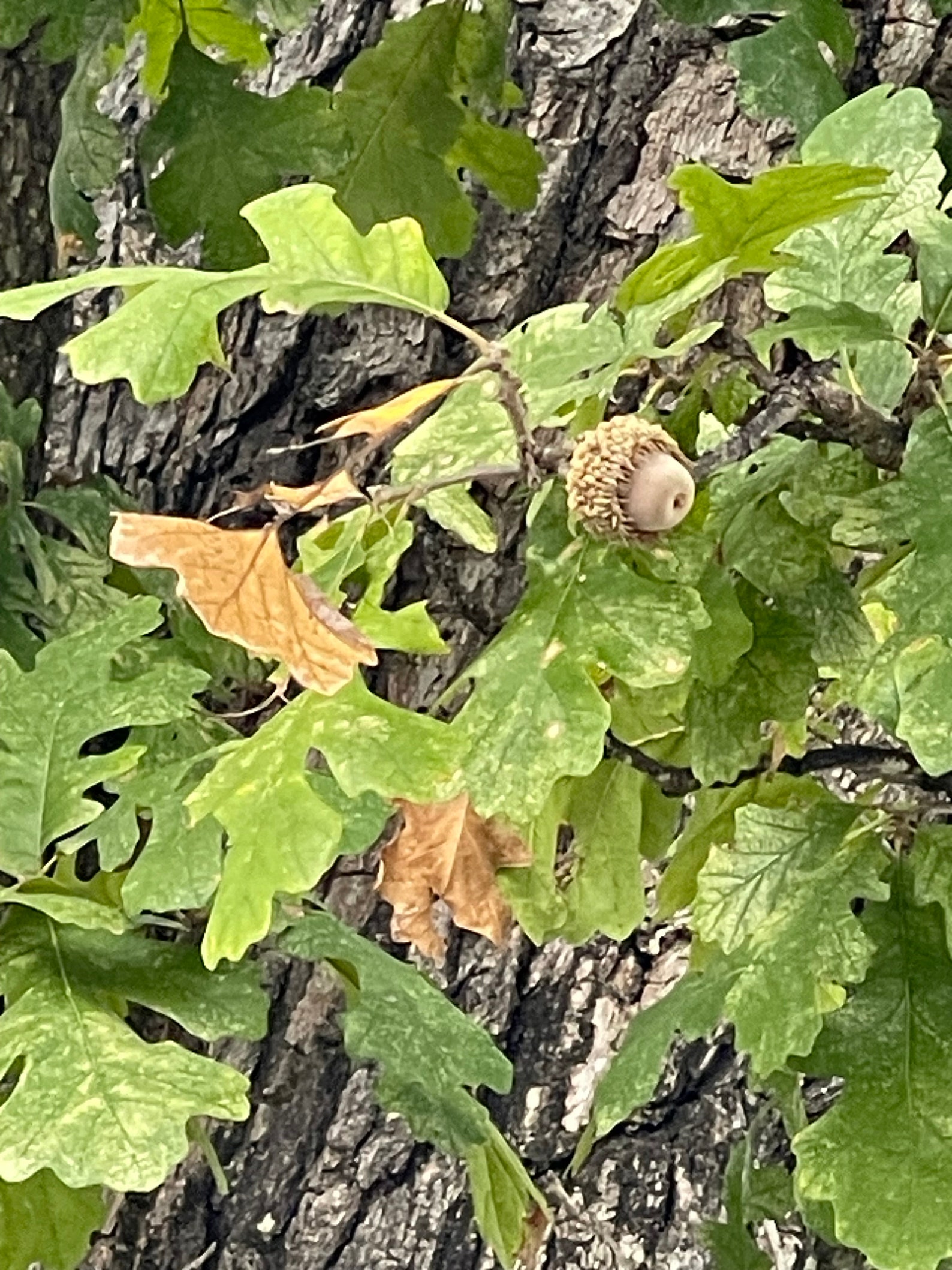 Burr Oak Acorns - Etsy