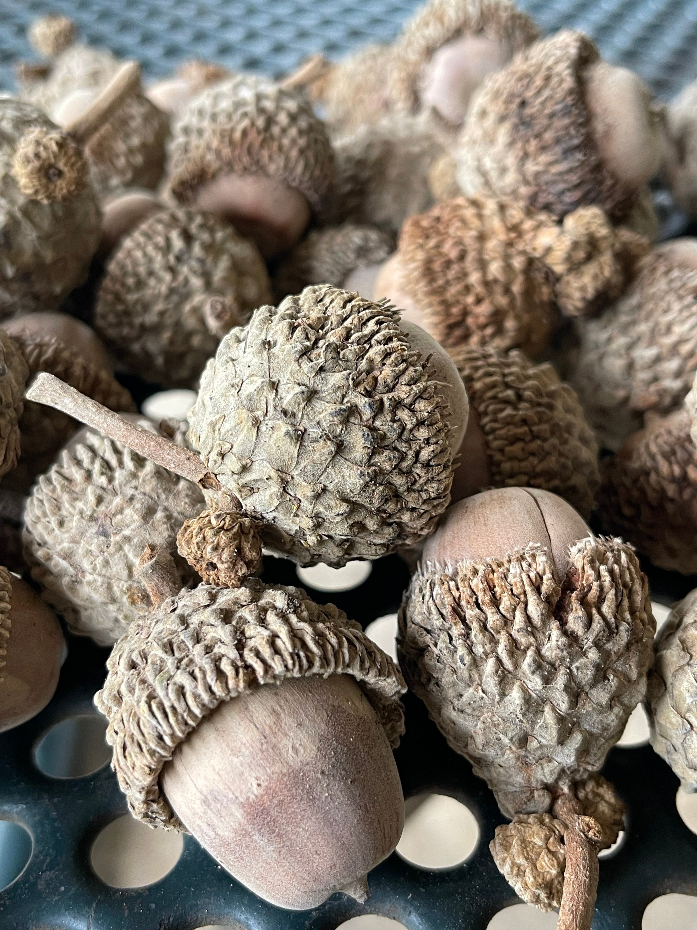 Burr Oak Acorns - Etsy