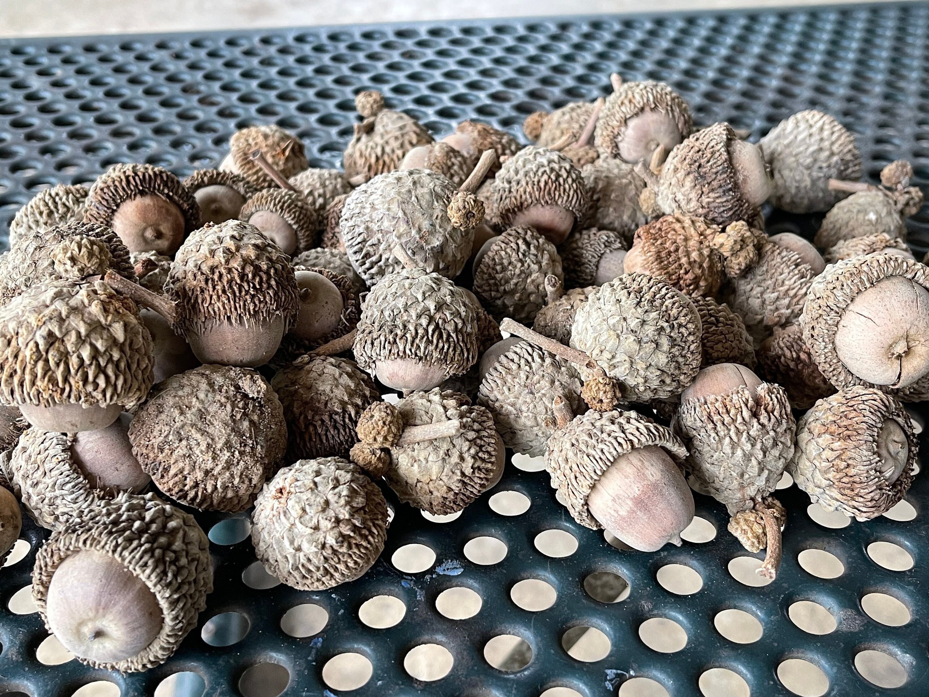 Burr Oak Acorns - Etsy