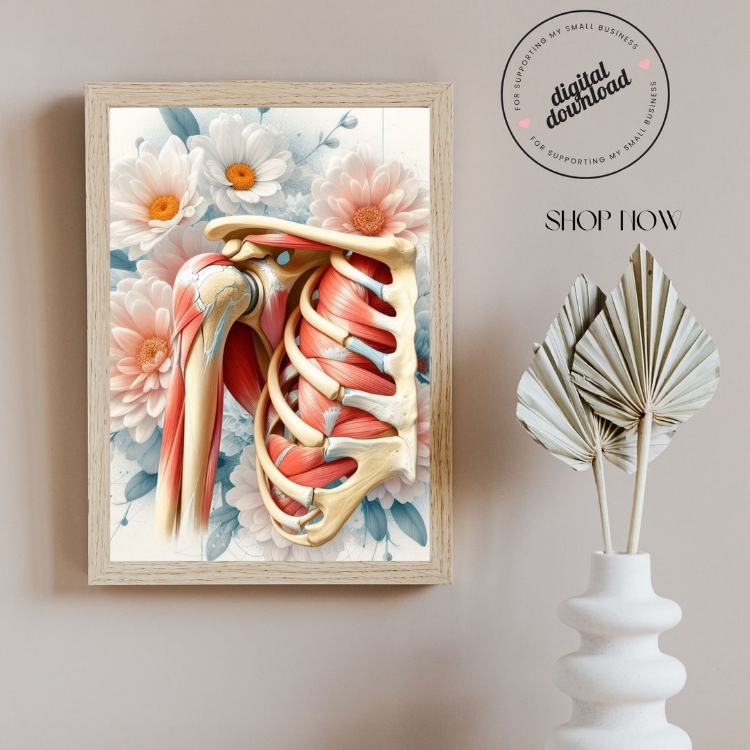 Shoulder Anatomy Art, Physical Therapy Specialist Gift, Chiropractor ...