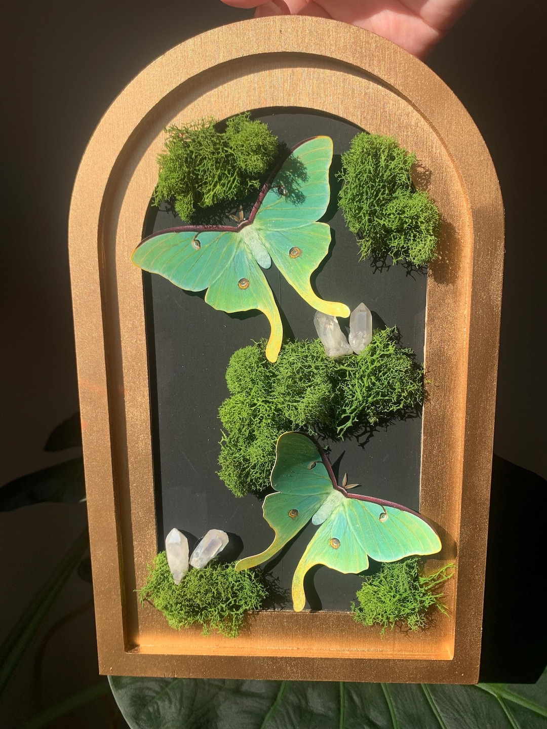 Luna Moth & Moss Boho Wall Hanging - Etsy