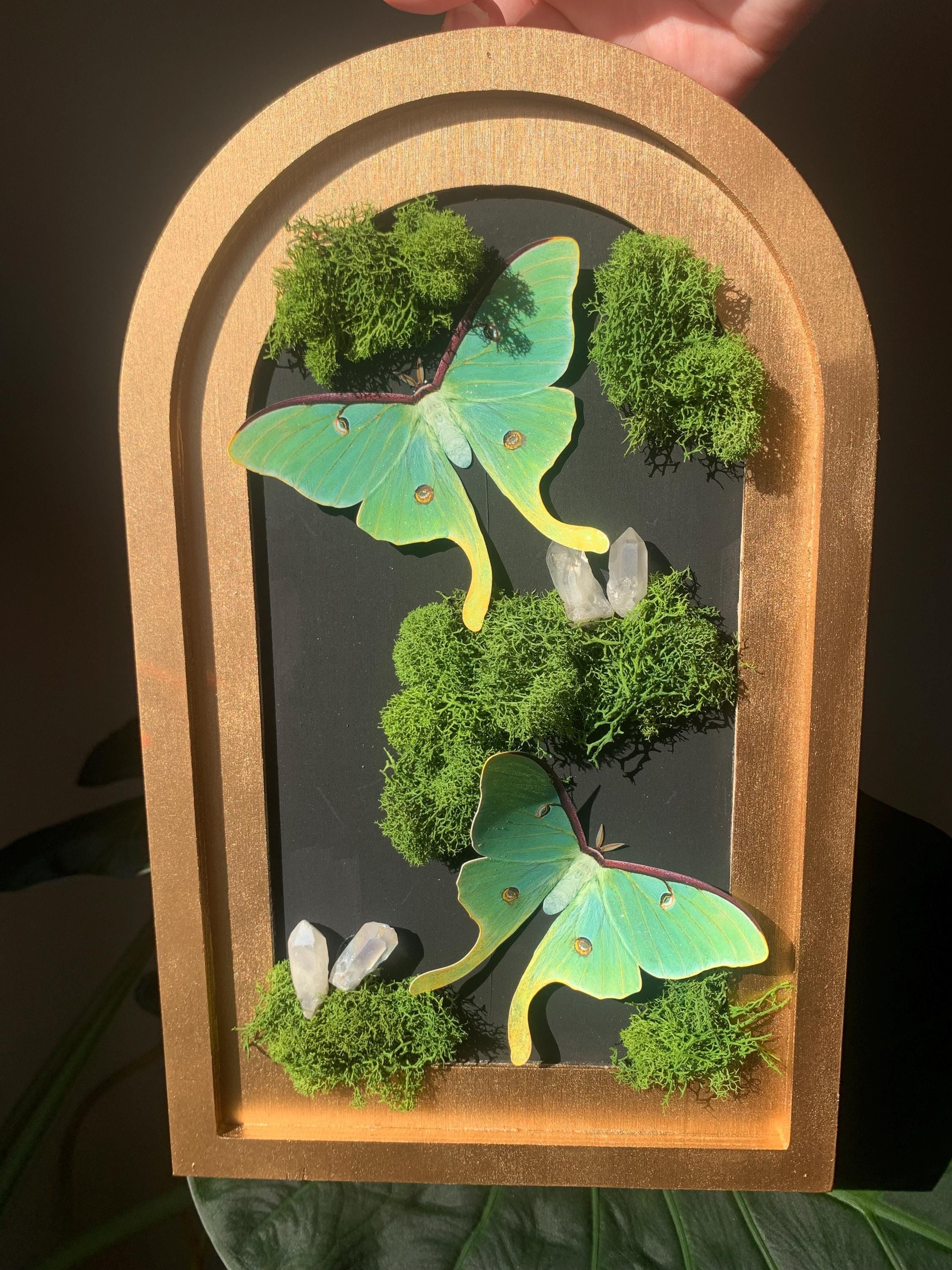 Luna Moth & Moss Boho Wall Hanging - Etsy
