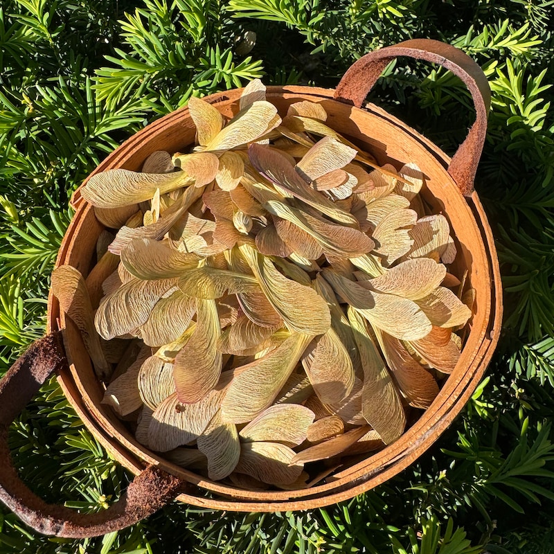 Maple Tree Seeds - Etsy