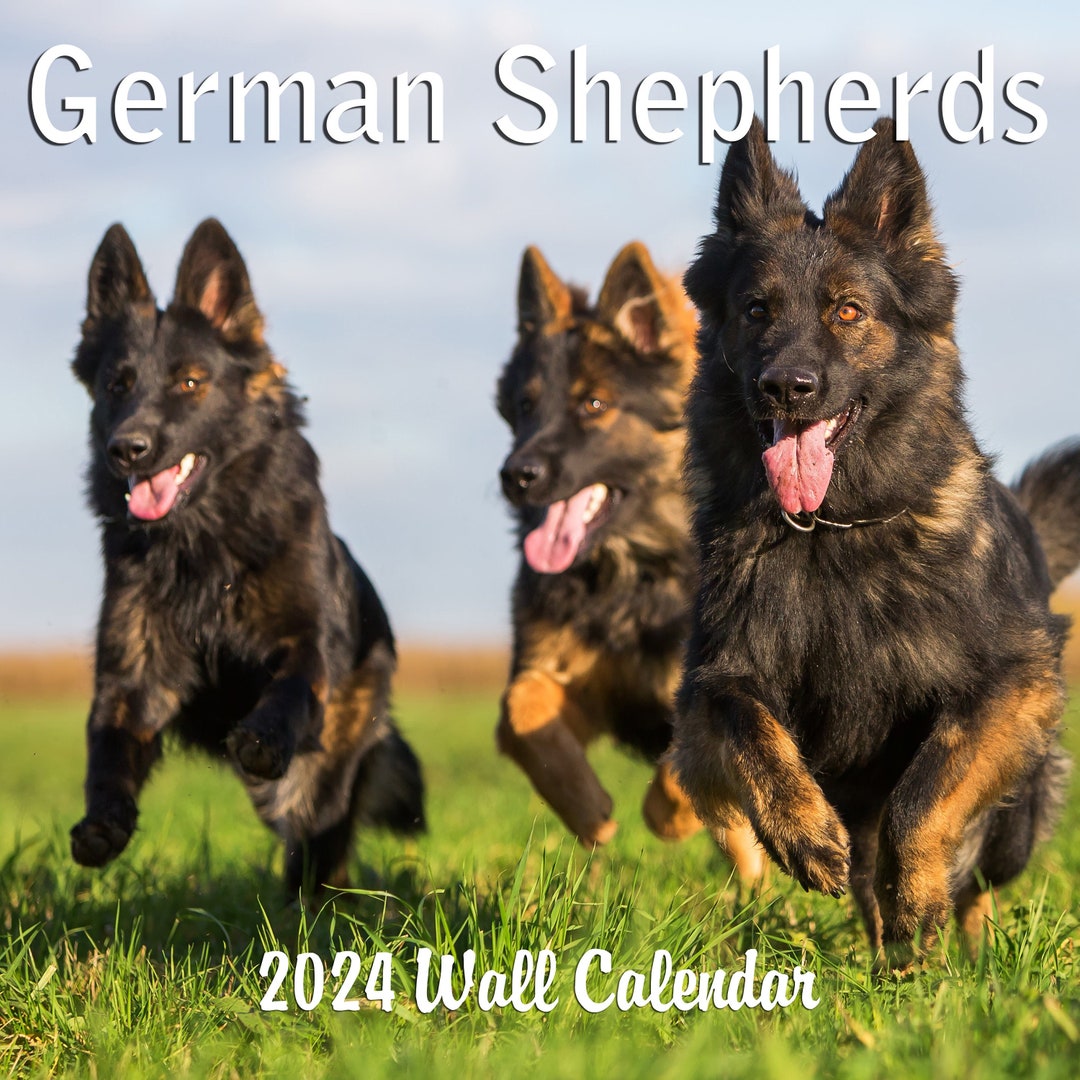 2024 German Shepherds Monthly Wall Calendar 12x24 - Etsy