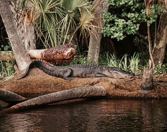 Alligator, Gator, Nature Coast, Wildlife, Nature, Wall Art - Etsy