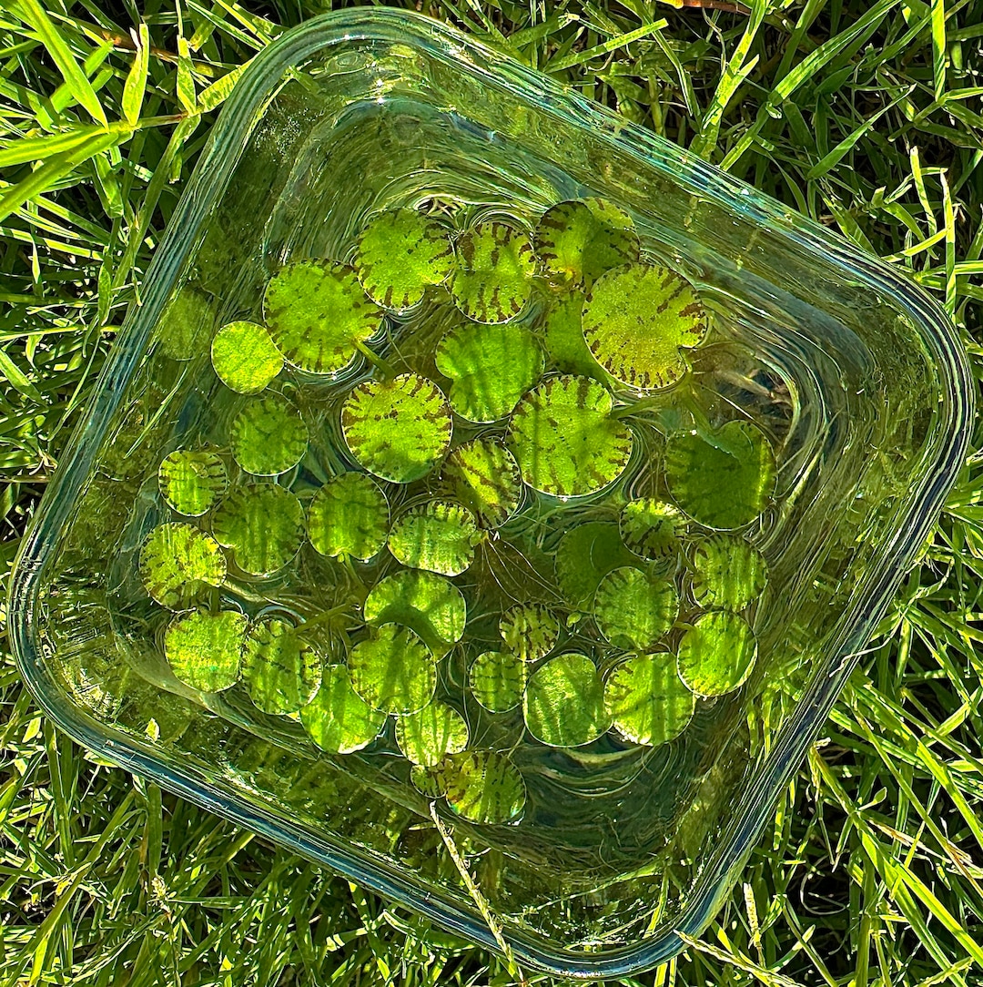 Tiger Frogbit RARE Floating Plant,for Aquariums,betta,guppies. - Etsy