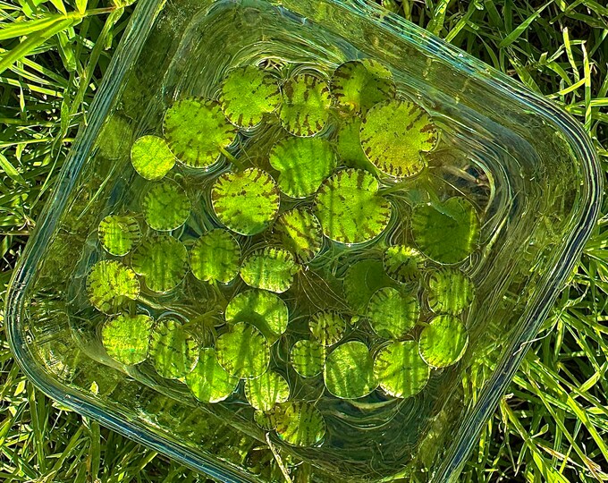 Tiger Frogbit RARE Floating Plant,for Aquariums,betta,guppies. - Etsy