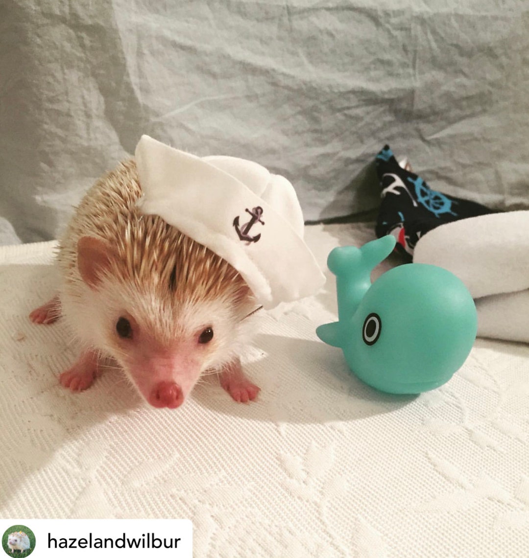 Ahoy Captain Pet Hedgehog Hat Small Pet Hamster Guinea Pig - Etsy