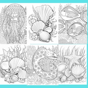 119 Seashell Sealife Coloring Pages, Printable, Instant Digital ...