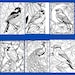 300+ Stained Glass Birds Coloring Pages, Printable (digital Download ...