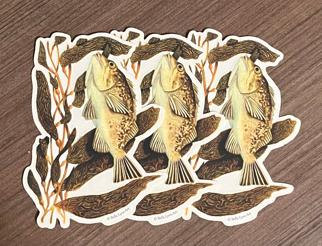 Kelp Rockfish Sticker - Etsy