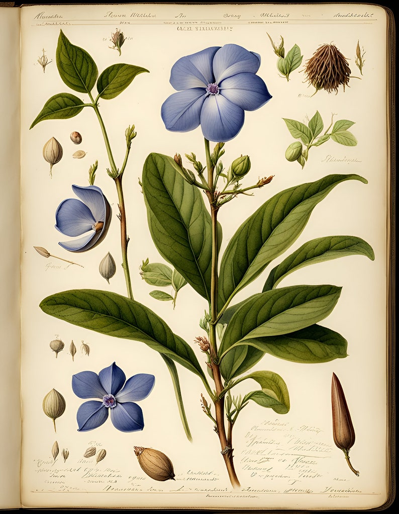 Botanicals: Periwinkle. Digital Downloads for Cards, Puzzles, Wrapping ...