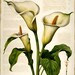 Botanicals: Calla Lily. Digital Downloads for Cards, Puzzles, Wrapping ...