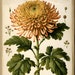 Botanicals: Chrysanthemum. Digital Downloads for Cards, Puzzles ...