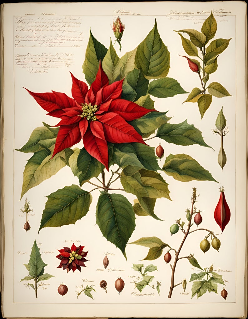 Botanicals: Poinsettia. Digital Downloads for Cards, Puzzles, Wrapping ...