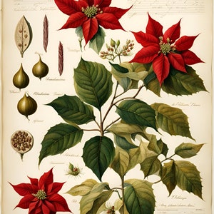 Botanicals: Poinsettia. Digital Downloads for Cards, Puzzles, Wrapping ...