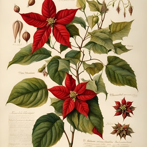 Botanicals: Poinsettia. Digital Downloads for Cards, Puzzles, Wrapping ...