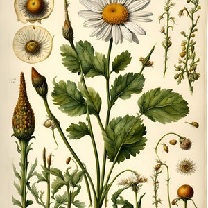 Botanicals: Daisy. Digital Downloads for Cards, Puzzles, Wrapping Paper ...