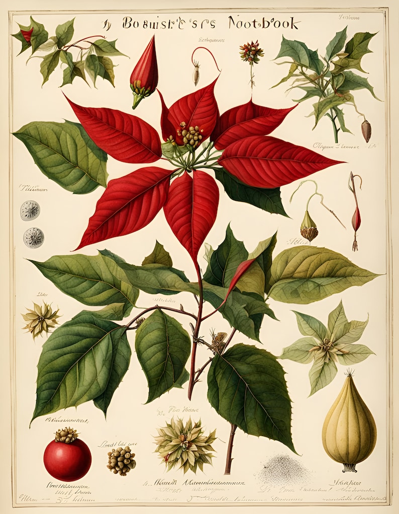 Botanicals: Poinsettia. Digital Downloads for Cards, Puzzles, Wrapping ...