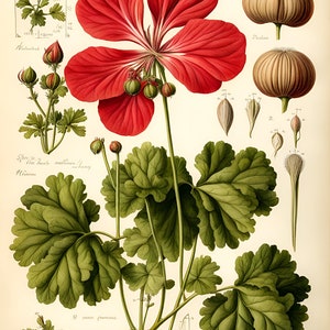 Botanicals: Geranium. Digital Downloads for Cards, Puzzles, Wrapping ...