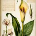 Botanicals: Calla Lily. Digital Downloads for Cards, Puzzles, Wrapping ...