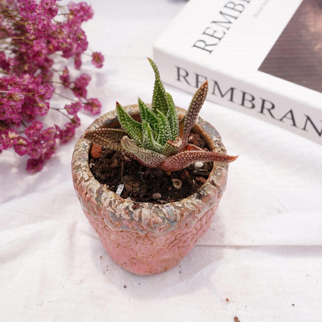Earth Star | Beginner-friendly Live Plant, Perfect Gift for Plant ...