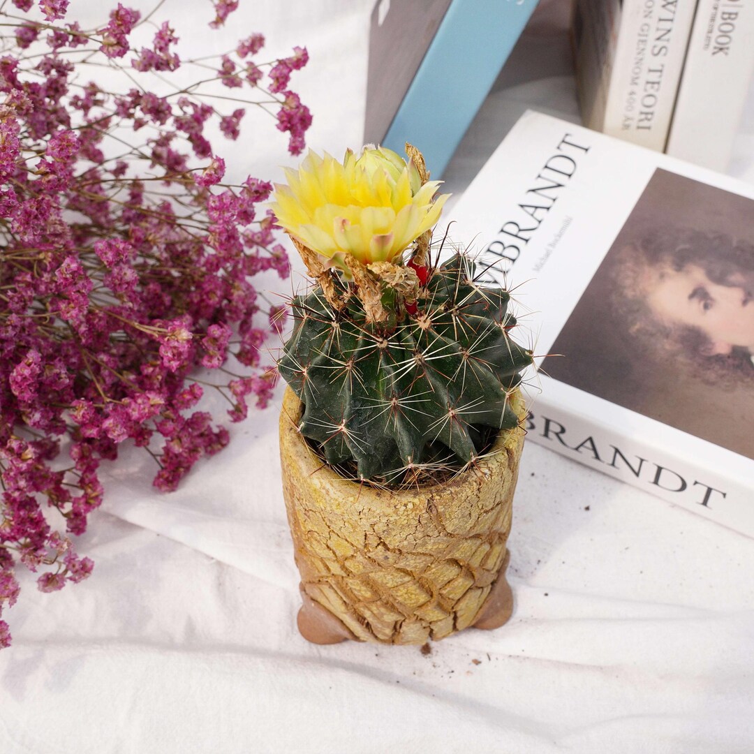 Thelocactus Setispinus | Beginner-friendly Live Plant, Perfect Gift for ...