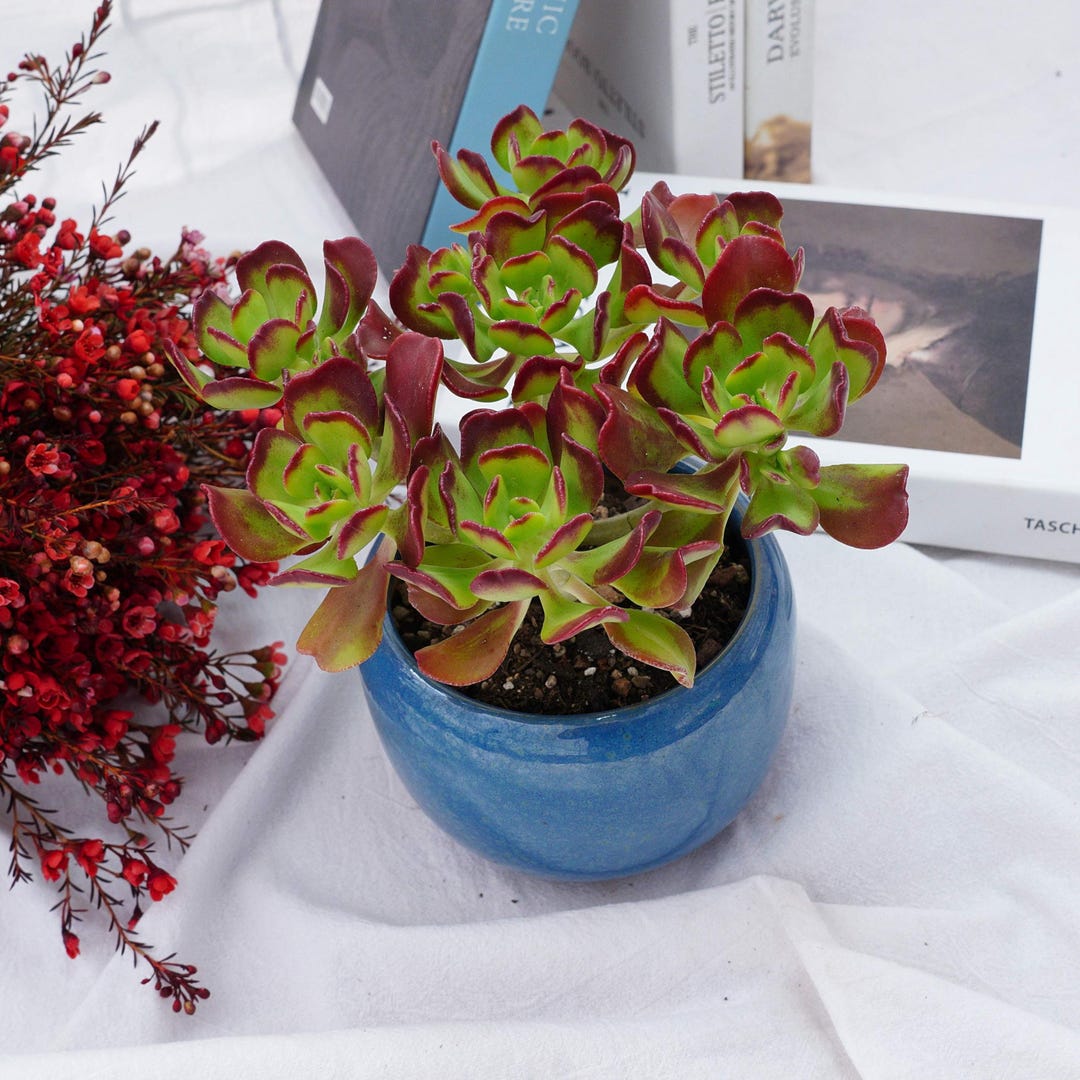 Sedum Dendroideum | Beginner-friendly Live Plant, Perfect Gift for ...