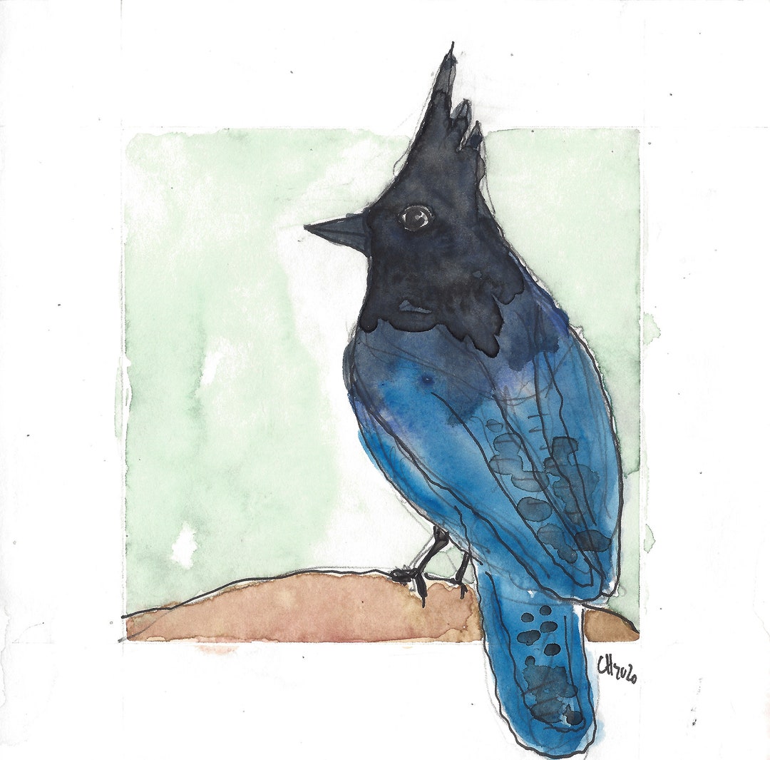 Stellars Jay Print Watercolor and Pencil - Etsy