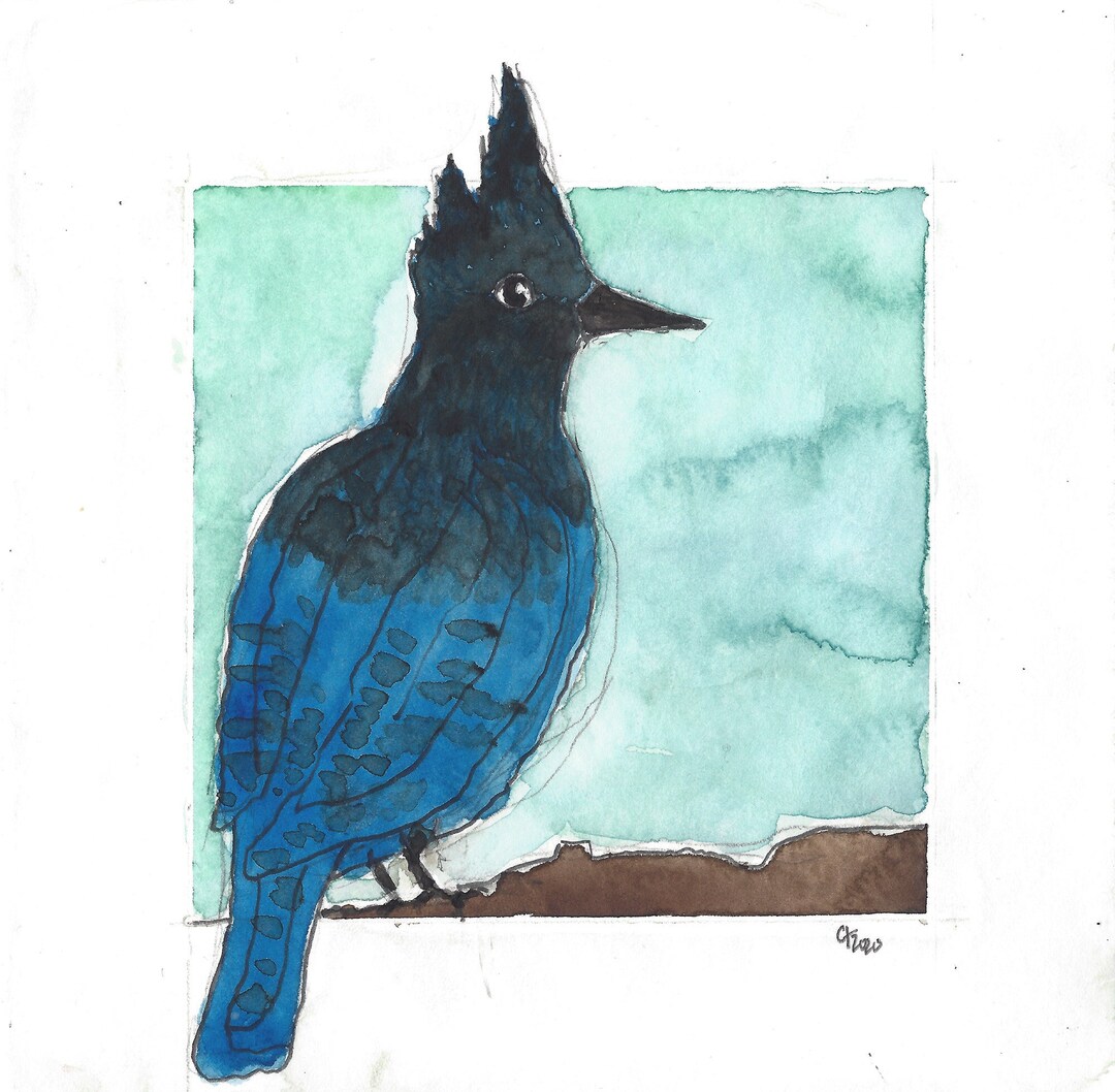 Stellars Jay Print Watercolor and Pencil - Etsy