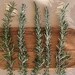 Organic ROSEMARY SPRINGS ( 5 Piece Set) - Etsy