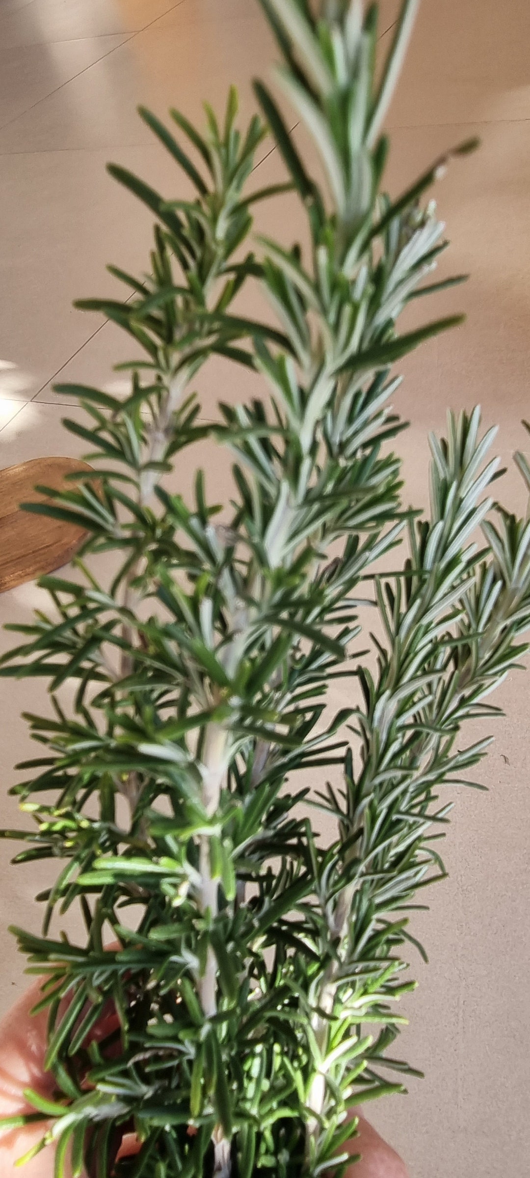 Organic ROSEMARY SPRINGS ( 5 Piece Set) - Etsy