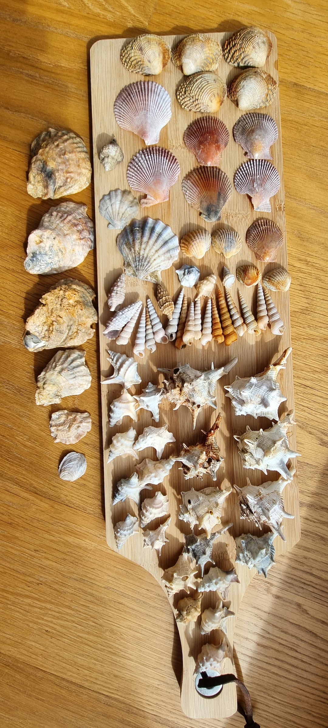 Mediterranean Sea Shells: Assorted Collection - Etsy