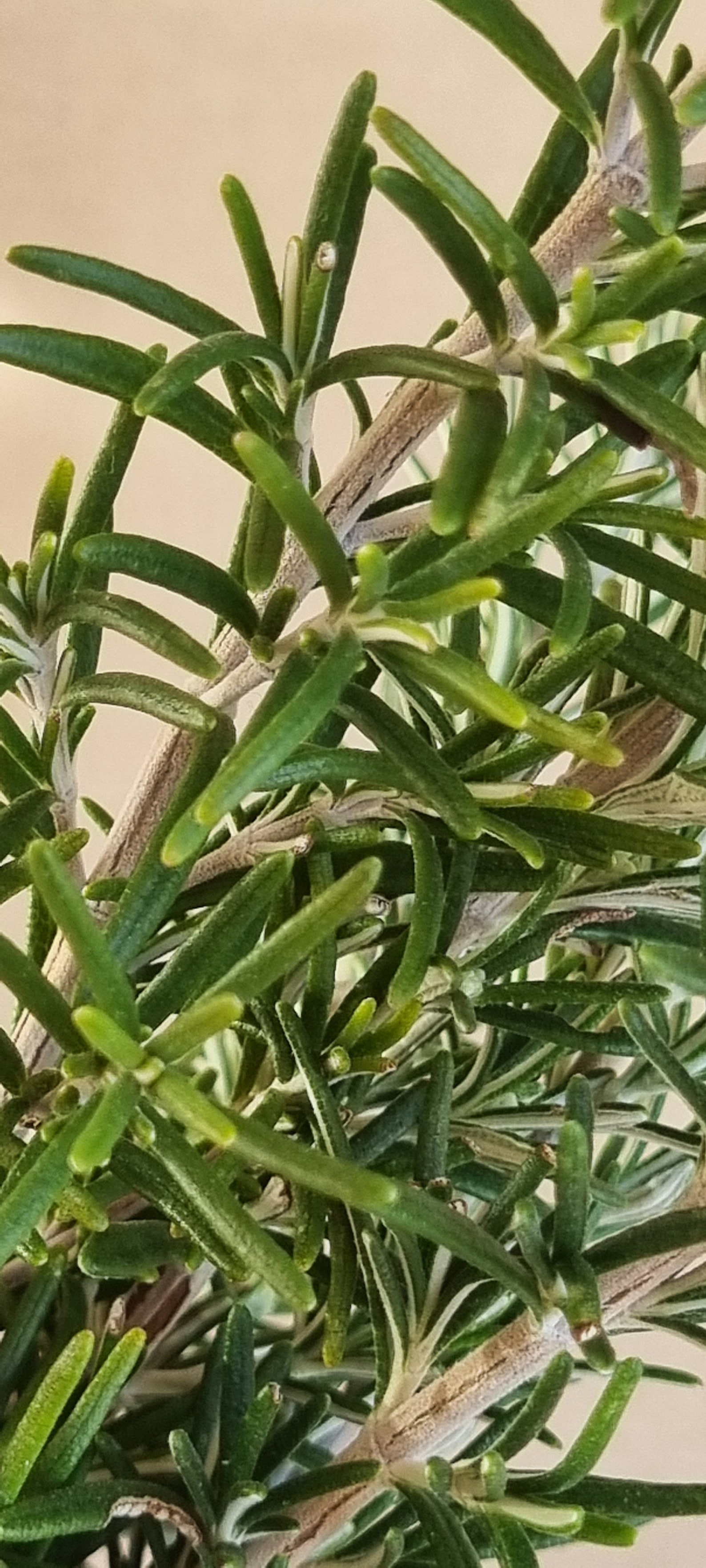 Organic ROSEMARY SPRINGS 5 Piece Set - Etsy