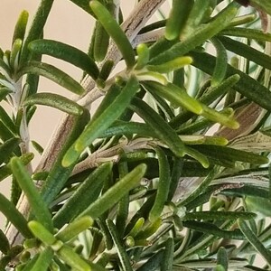 Organic ROSEMARY SPRINGS ( 5 Piece Set) - Etsy