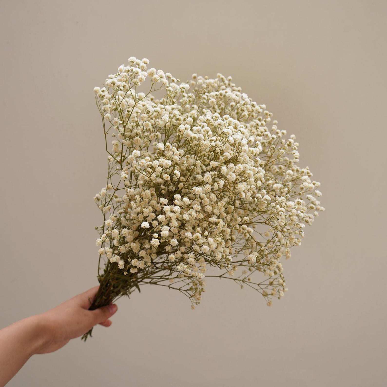 Natural Baby's Breath Preserved Flowers, Bouquet Decoration, Deried ...