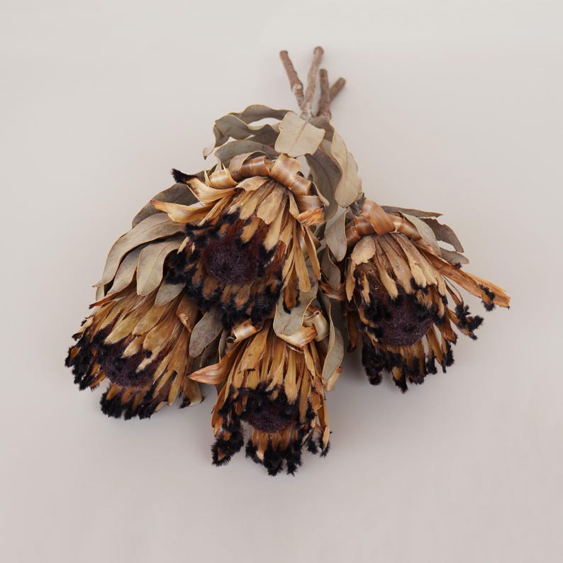 Dried Protea Princess Flower,preserved Protea Flowers,dried Flowers ...