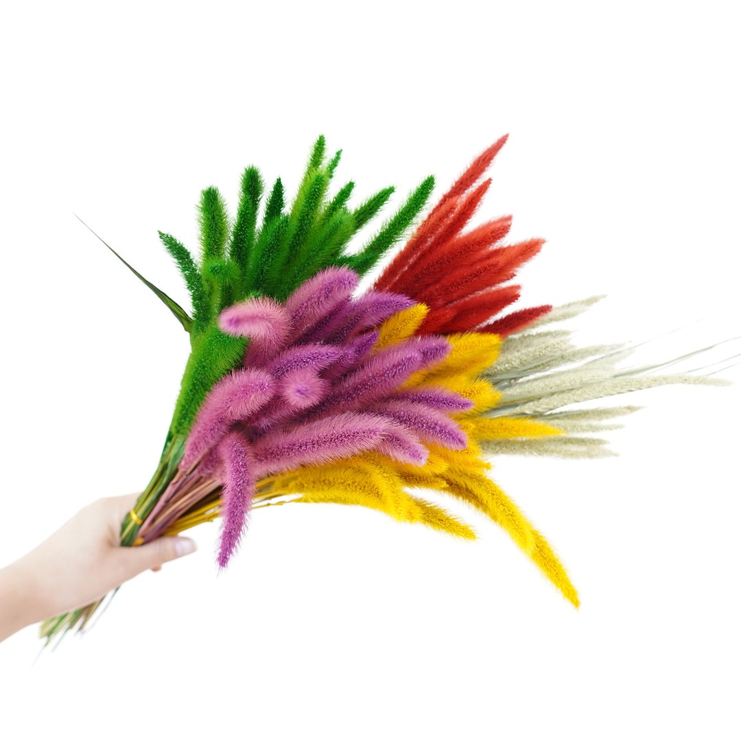 Long Setaria Pendula Natural ,colourful Foxtail Millet Grass Dried ...