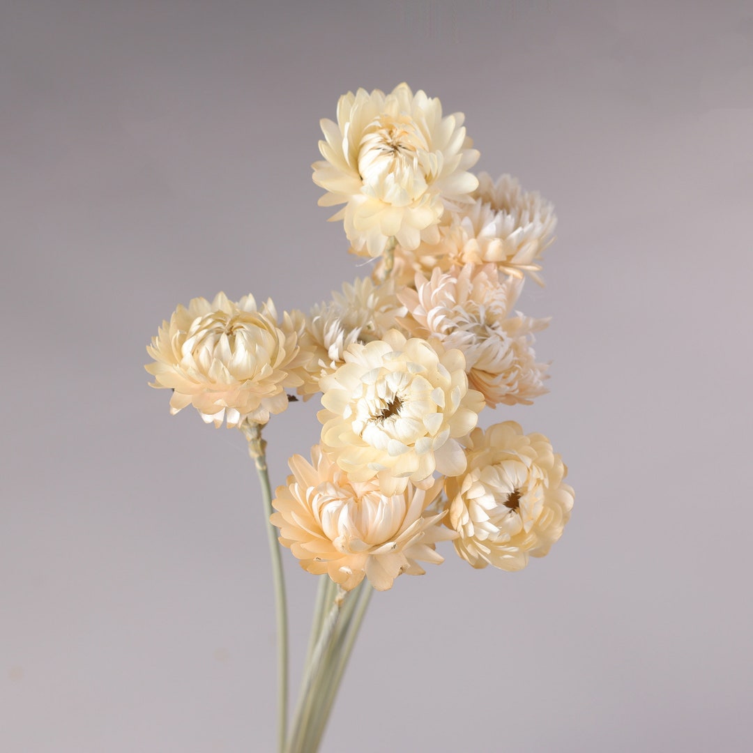 Natural Dried Daisy Bouquet/ Pink, Cream, Orange, Purple & Yellow ...