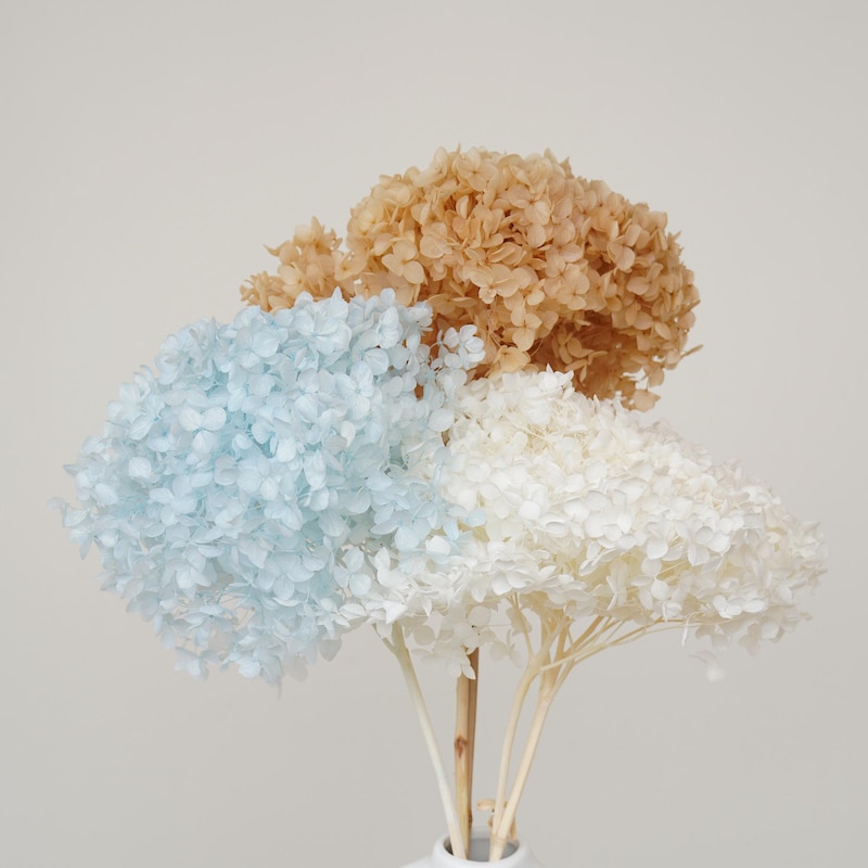 Preserved Hydrangea - Etsy