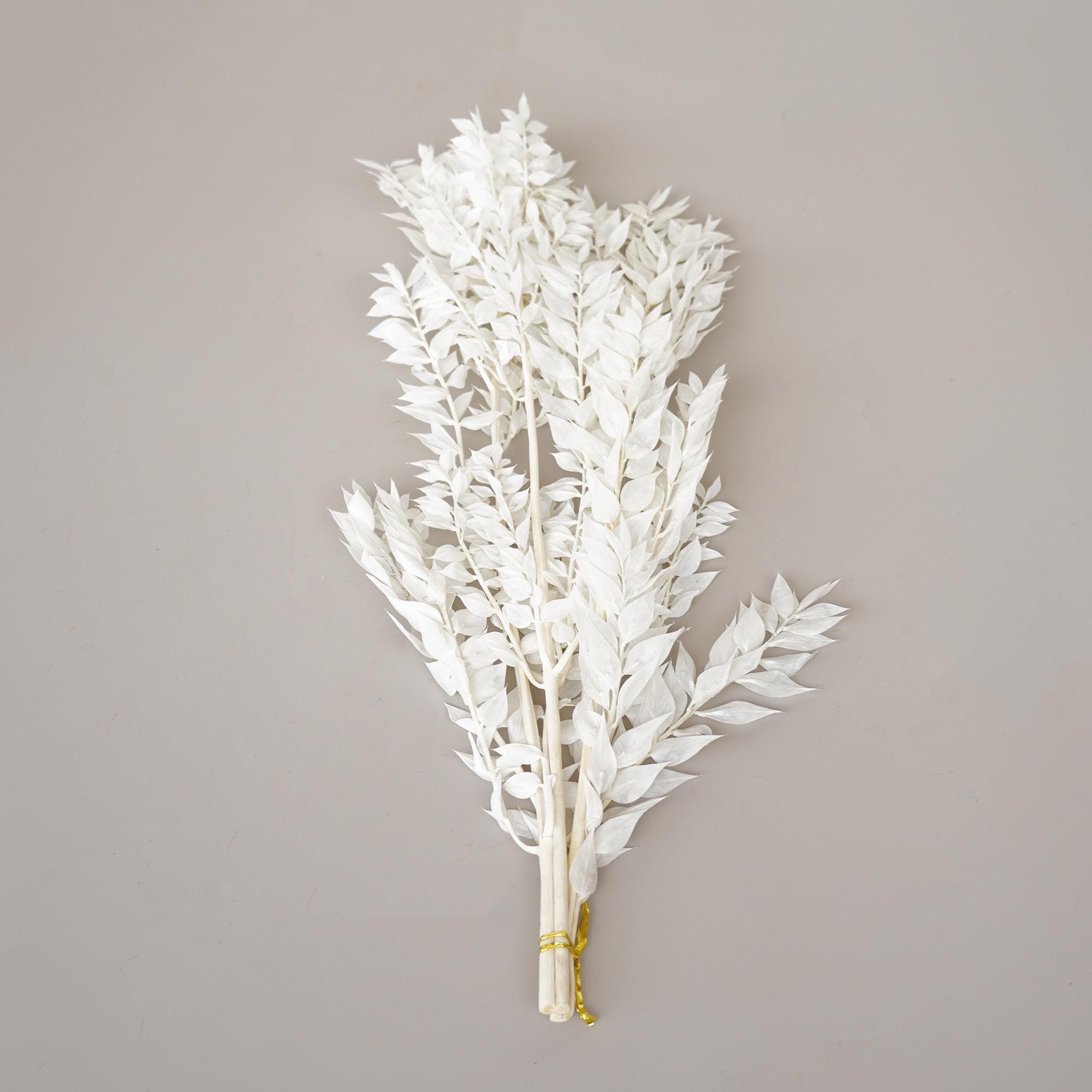 Premium Italian White Ruscus,preserved Flowers,bouquet Decoration ...