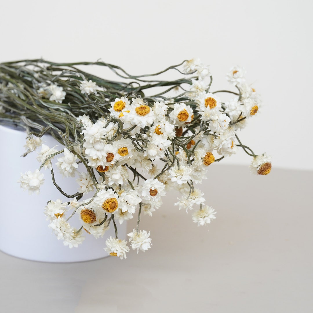 Natural Dried Flower Daisy,dried White Daisies ,dried Daisy Bunch ...