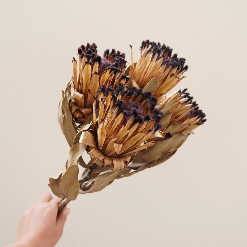 Dried Protea Princess Flower,preserved Protea Flowers,dried Flowers ...