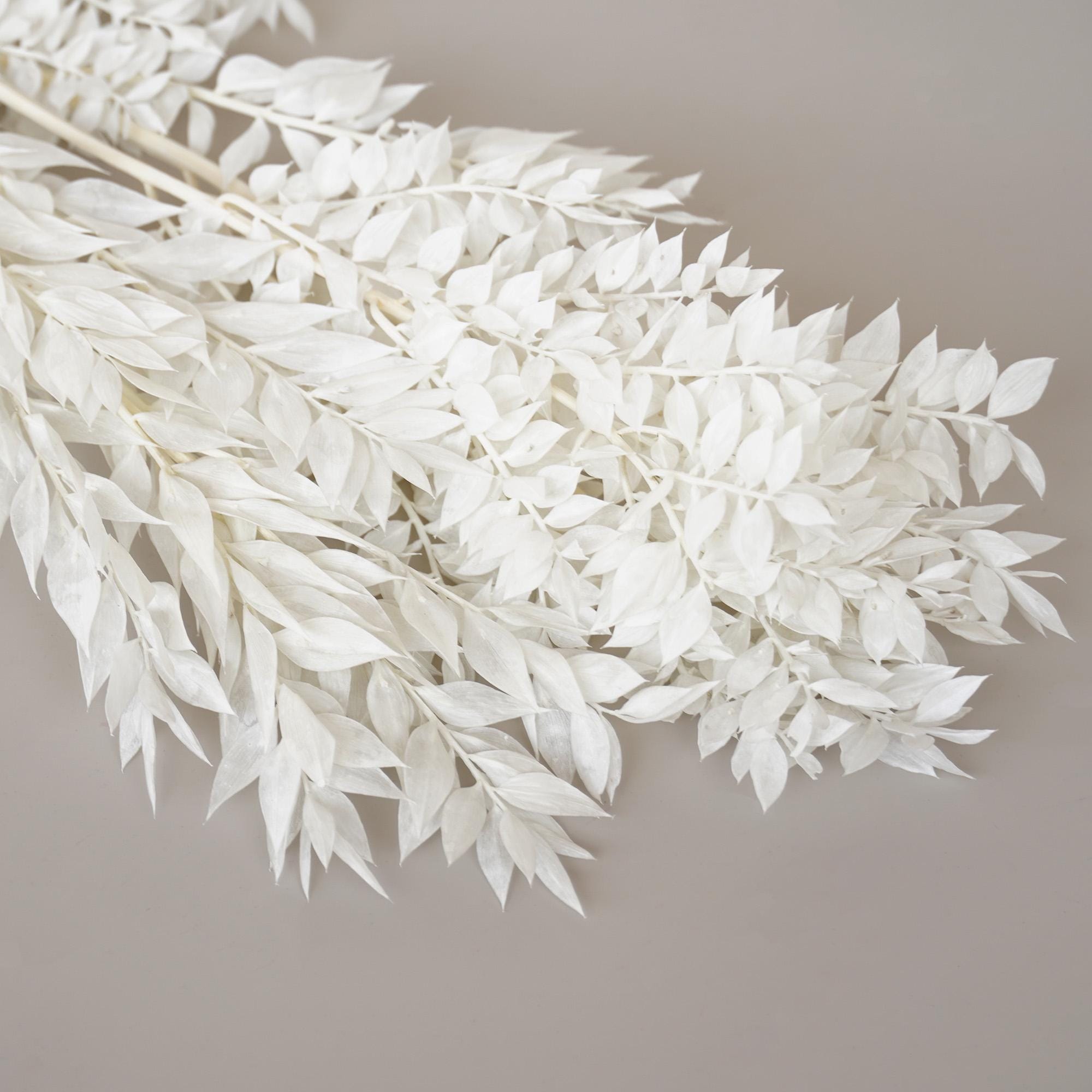 Premium Italian White Ruscus,preserved Flowers,bouquet Decoration ...