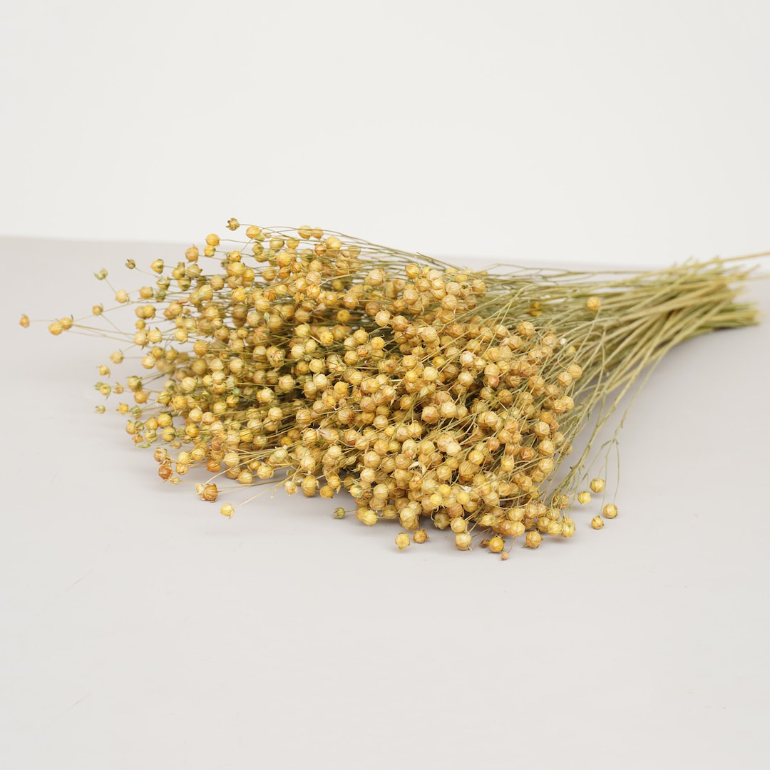 Natural Dried Flax Bunch ,linum Bouquet,dried Flax,bunche of Natural ...