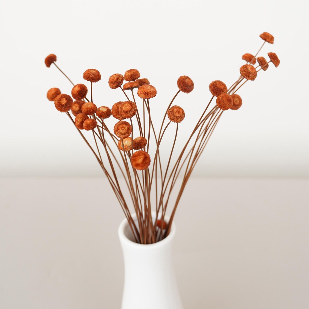 Dried Floral Button Flowers,natural Dried Flower, Bouquet Decoration ...
