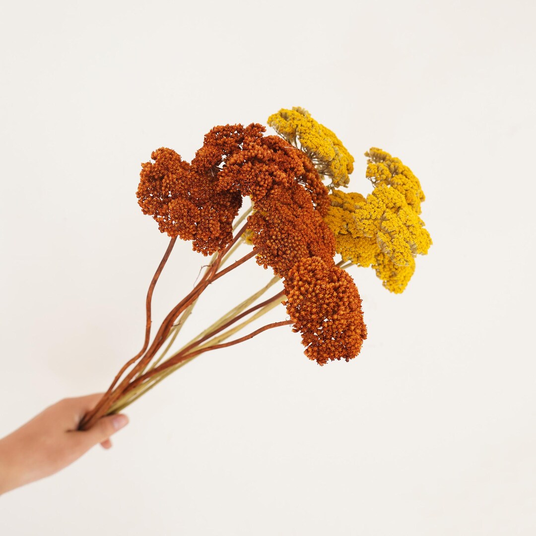 Dried Yarrow Bunch,dried Yarrow,dried Yellow Flowers,bouquet Decoration ...